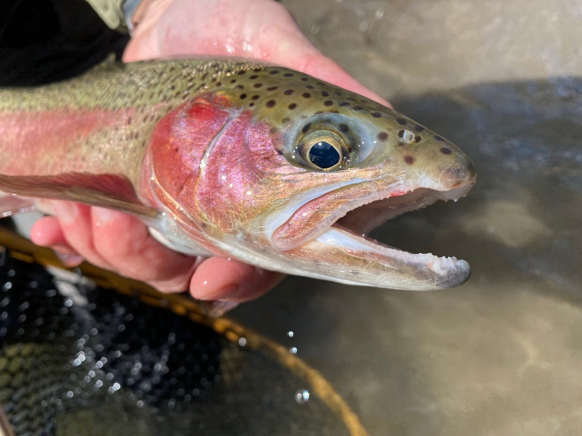 Trout Fishing Remains Excellent– Deschutes Angler Fly Shop