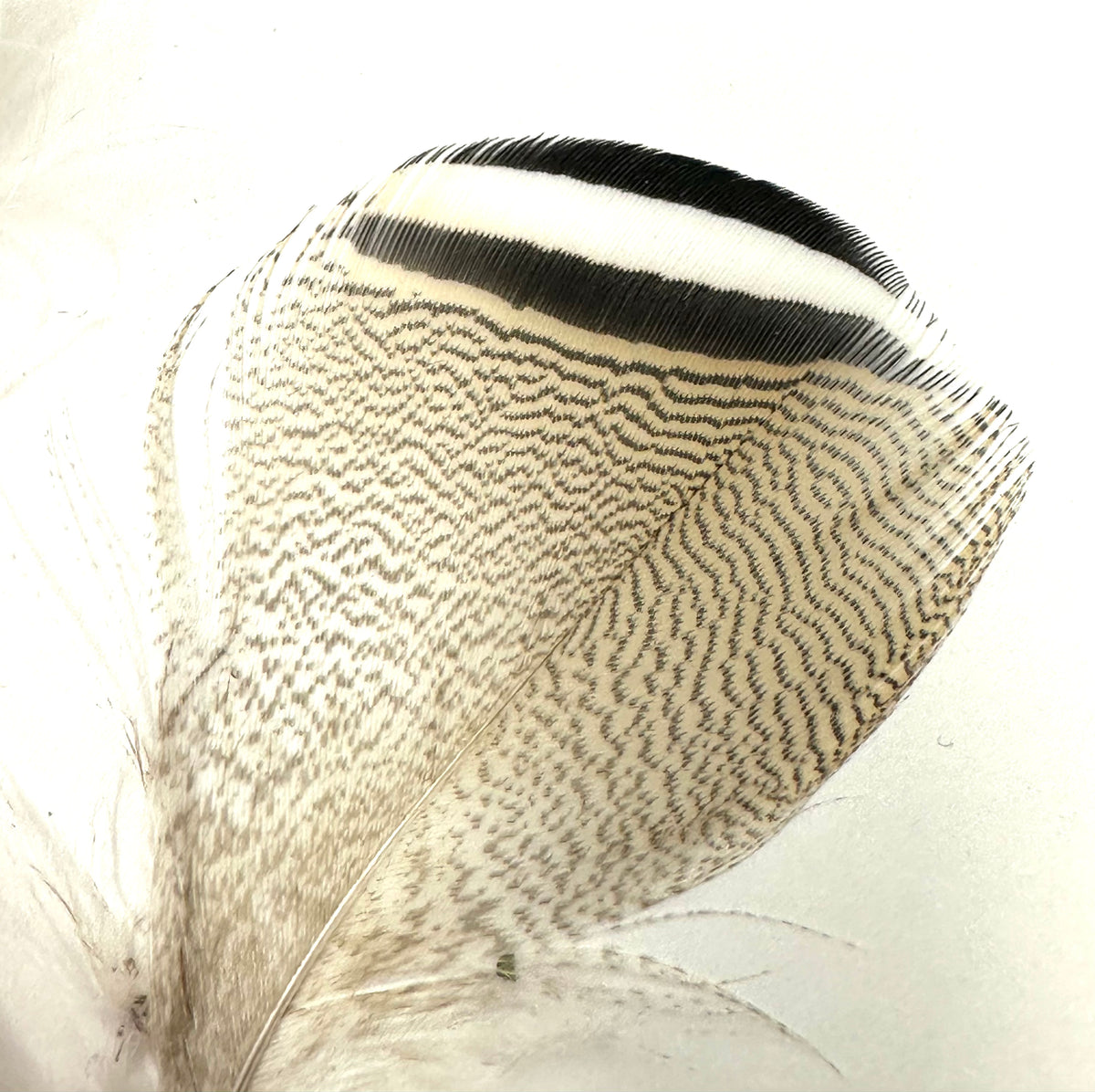 Barred Wood Duck Flank - Black/White– Deschutes Angler Fly Shop
