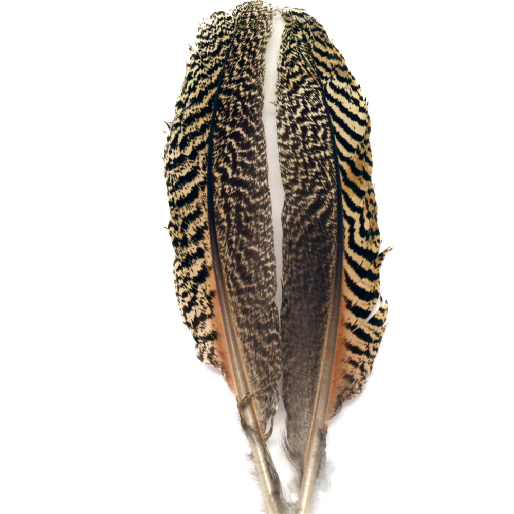 Mottled Peacock Wing Quill– Deschutes Angler Fly Shop